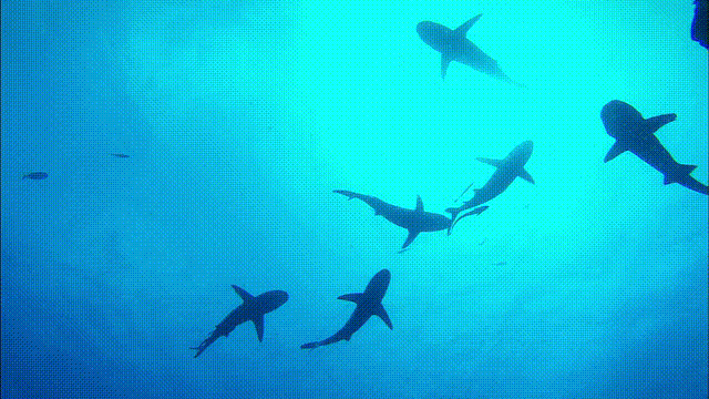 Our Q&A with SoundHound AI’s CEO Keyvan Mohajer - Sherwood News