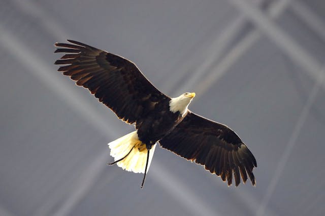 Bokep tot typically images can be inaccurate or real